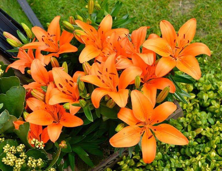 27 Gorgeous Lily Varieties to Elevate Your Garden’s Beauty