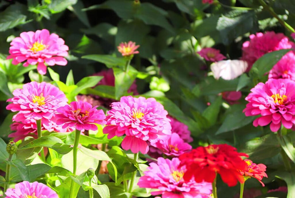 20 Beautiful Flowers for a Vibrant Garden Makeover