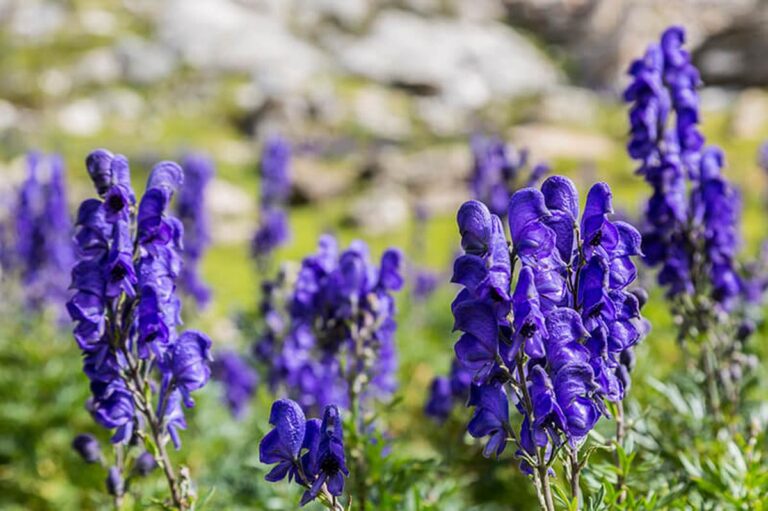 27 Exotic Poisonous Flowers for a Bold Garden Look