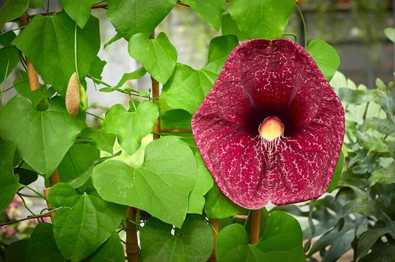 27 Exotic Tropical Flowers to Brighten Your Garden