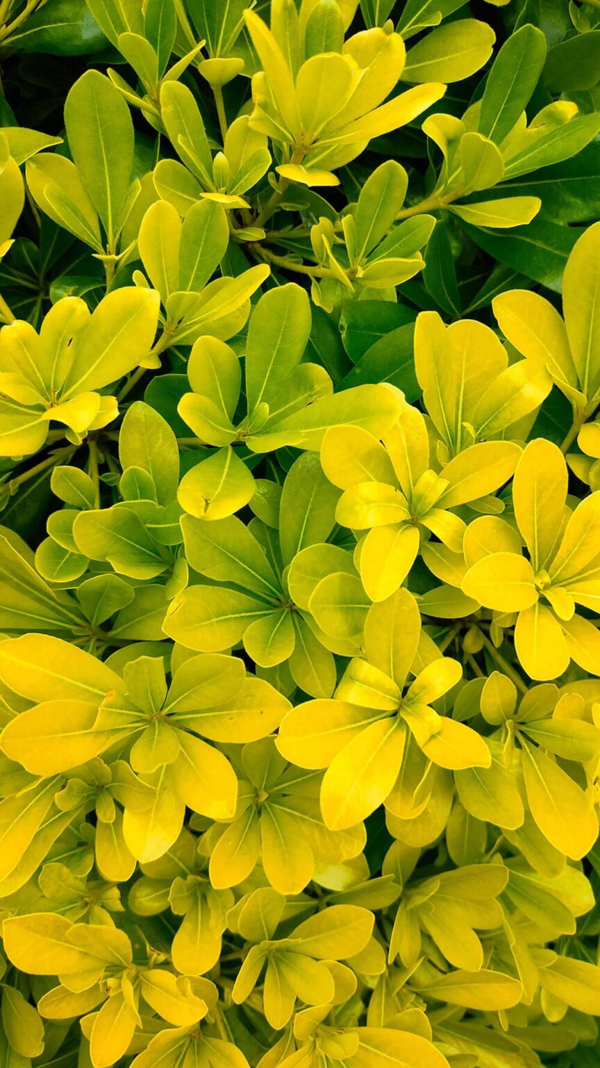 23 Shade-Loving Evergreens for Low-Light Gardens