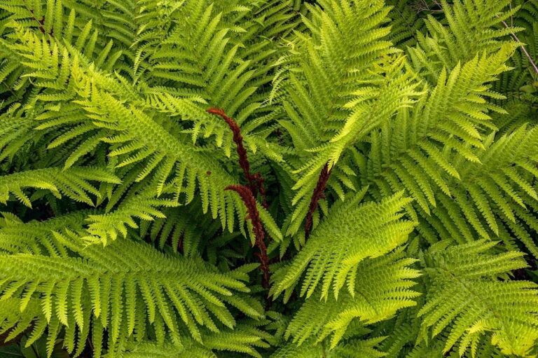 21 Types of Fern with Fabulous Foliage for Indoors and Out