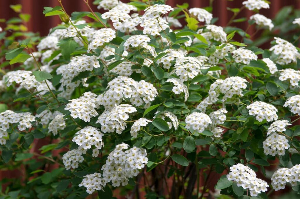 27 Charming Small-Flowered Plants to Brighten Your Garden