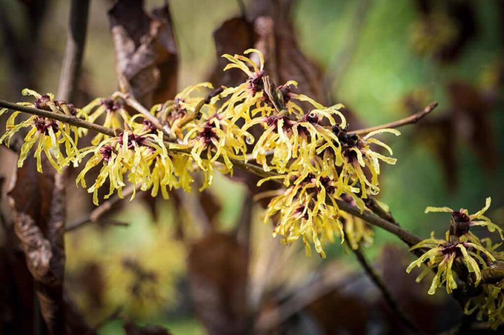 27 Beautiful Japanese Flowers for a Serene Garden Makeover