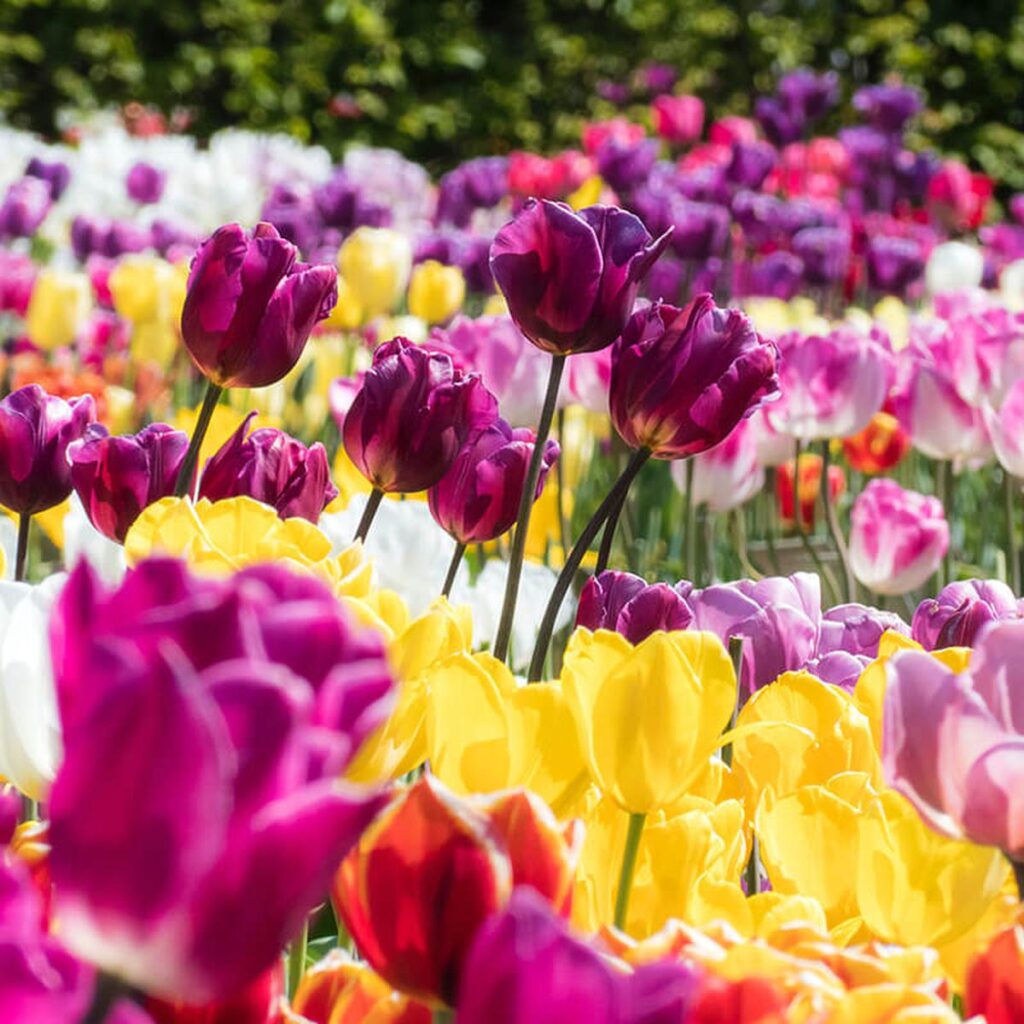 27 Cute Flowers to Lift Your Garden's Spirit