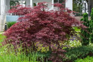 18 Stunning Types of Japanese Maples for Your Garden
