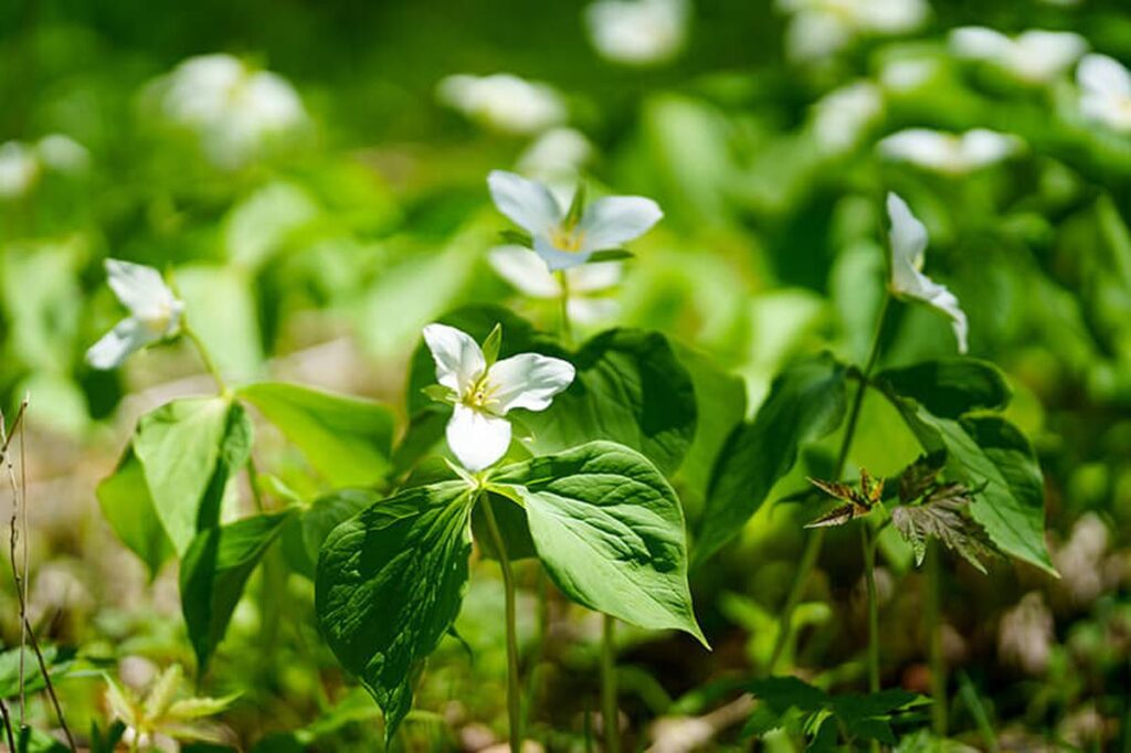 27 Eye-Catching Spring Flowers for Outdoor Beauty