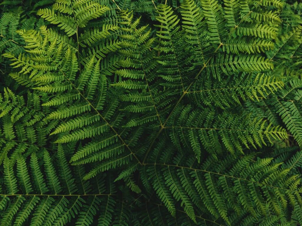 21 Types of Fern with Fabulous Foliage for Indoors and Out