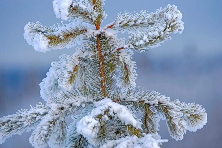 38 Types of Pine Trees for Majestic Landscaping