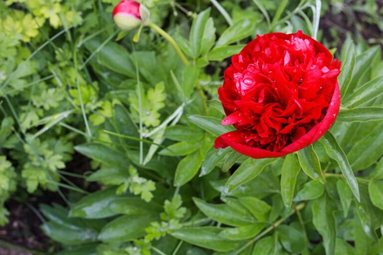 25 Eye-Catching Red Flowers to Brighten Your Garden