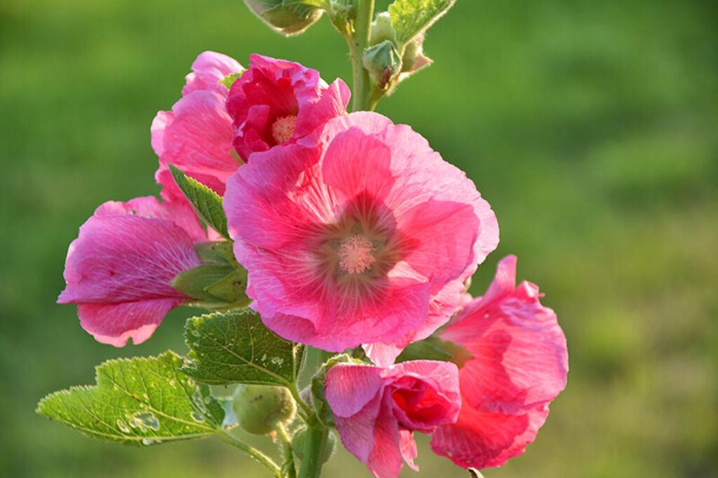 27 Gorgeous Colorful Flowers to Create a Vibrant Garden