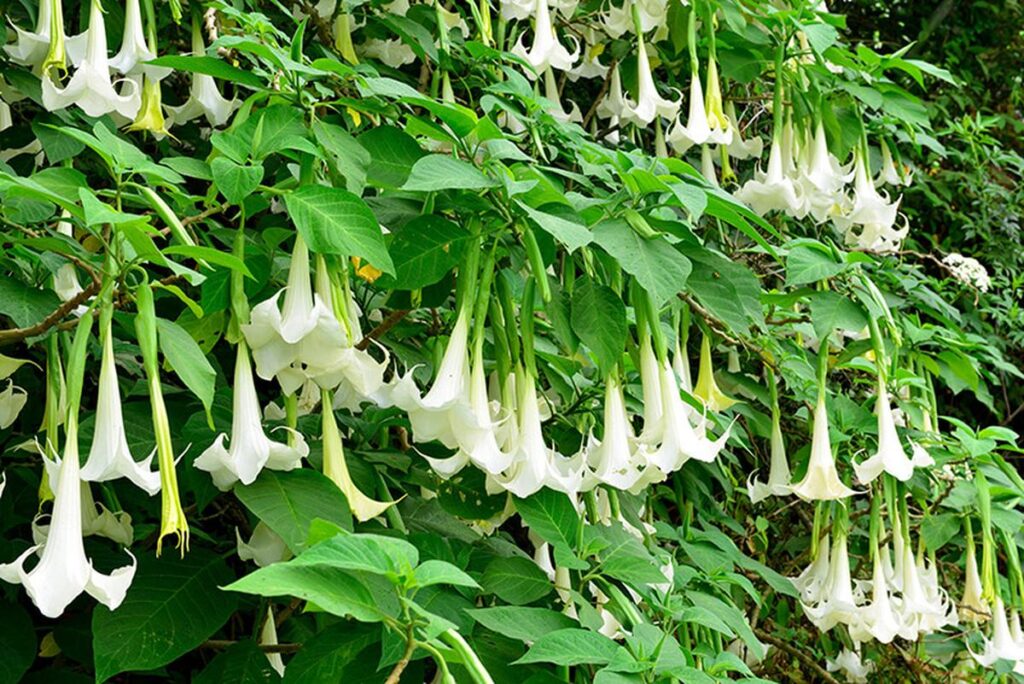 27 Exotic Poisonous Flowers for a Bold Garden Look