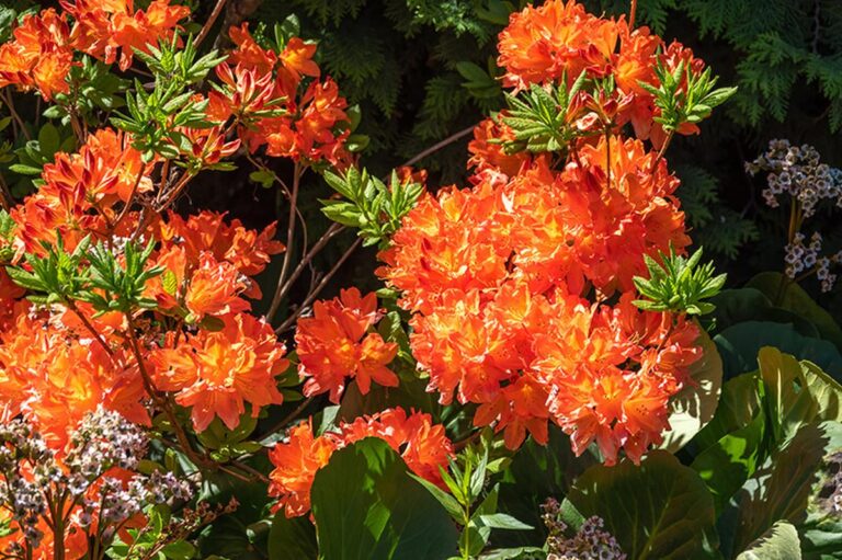 27 Gorgeous Colorful Flowers to Create a Vibrant Garden
