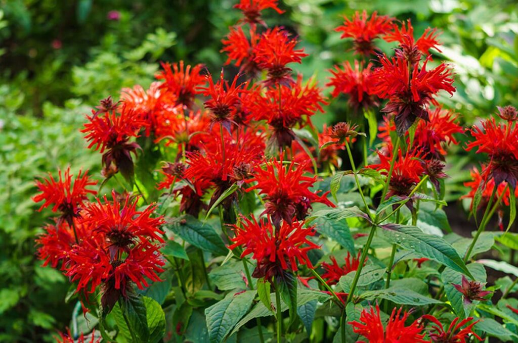 25 Eye-Catching Red Flowers to Brighten Your Garden
