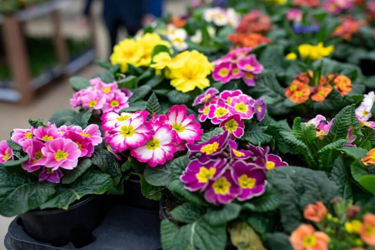 18 Shade-Loving Potted Plants to Illuminate Your Garden