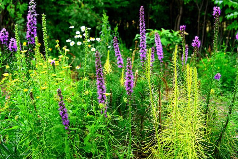 27 Unique Bulb Flowers for Standout Gardens
