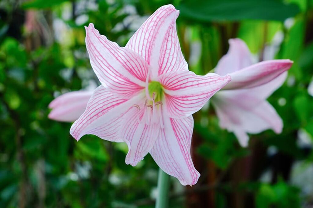 27 Gorgeous Lily Varieties to Elevate Your Garden’s Beauty