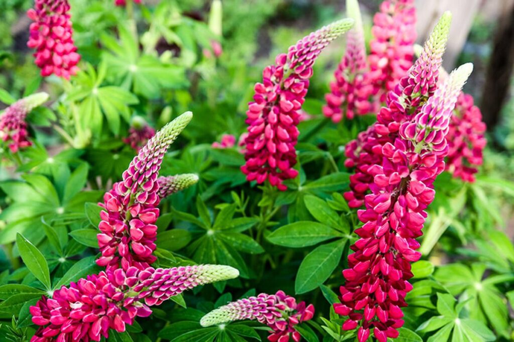27 Exotic Poisonous Flowers for a Bold Garden Look