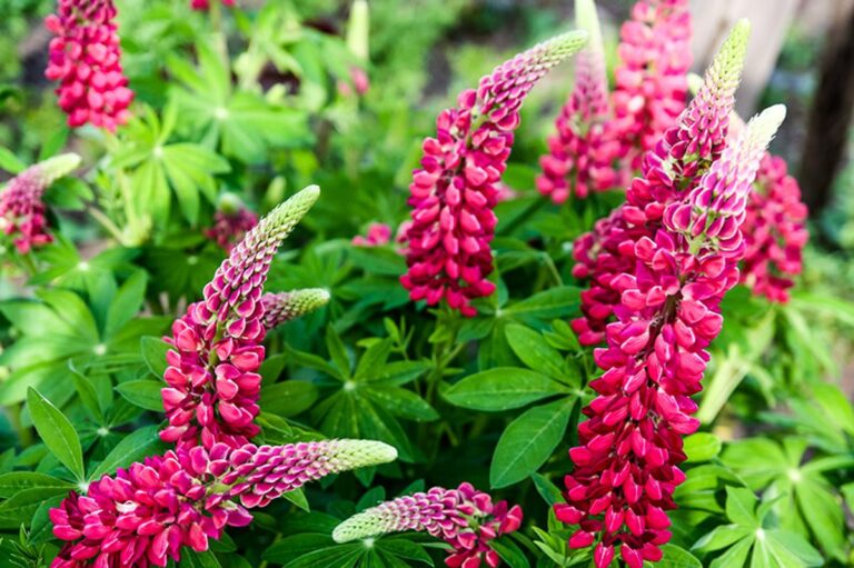 27 Exotic Poisonous Flowers for a Bold Garden Look