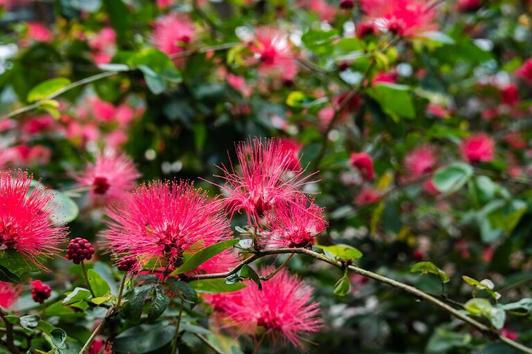 25 Eye-Catching Red Flowers to Brighten Your Garden