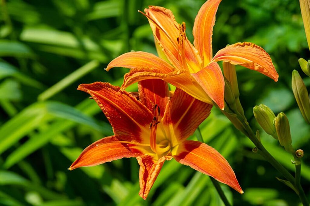 27 Gorgeous Lily Varieties to Elevate Your Garden’s Beauty