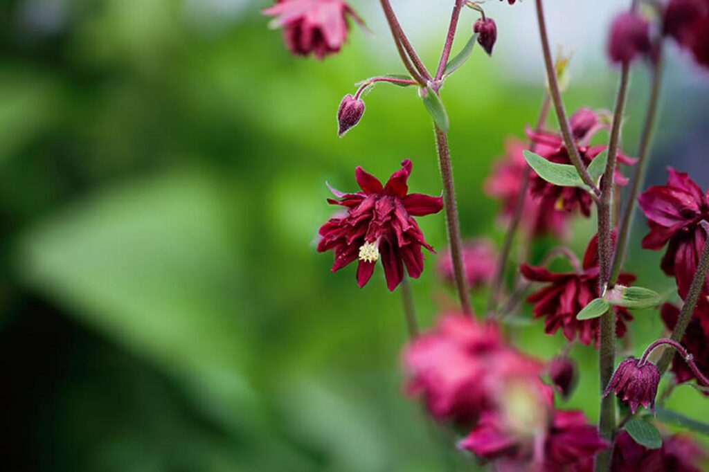 27 Gorgeous Colorful Flowers to Create a Vibrant Garden