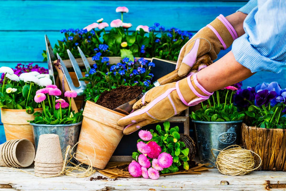 Easy Tips to Chose The Best Flower Fertilizer