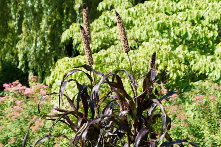 25 Stunning Plants with Purple Leaves for a Regal Garden