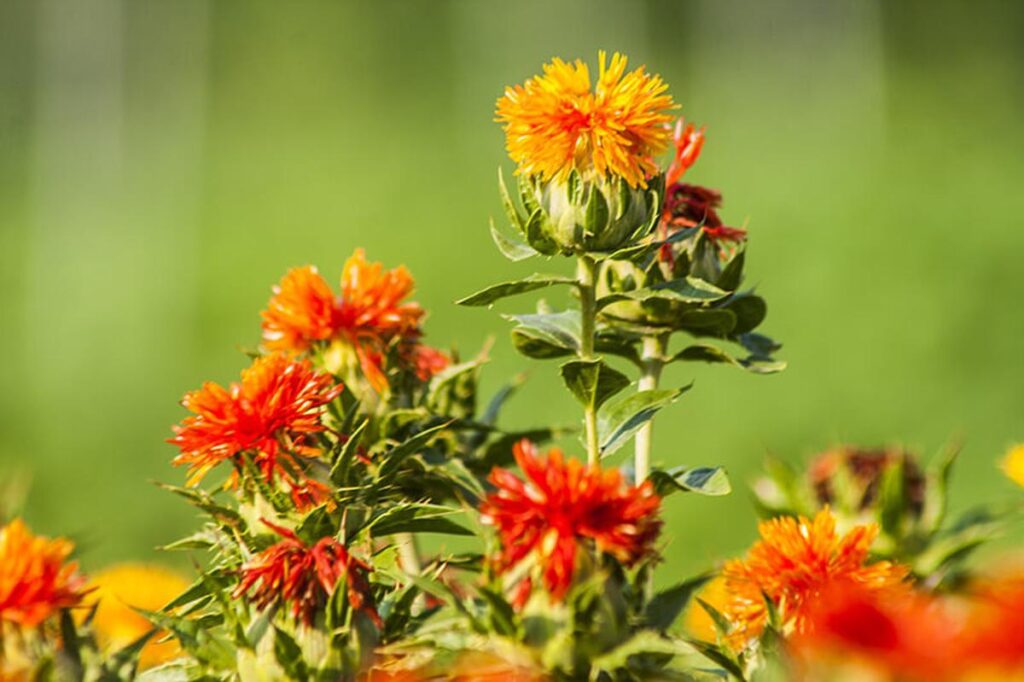 Top 27 Summer Flowers for a Colorful Display