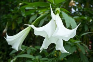 27 Gorgeous White Flowers to Add Elegance to Your Garden