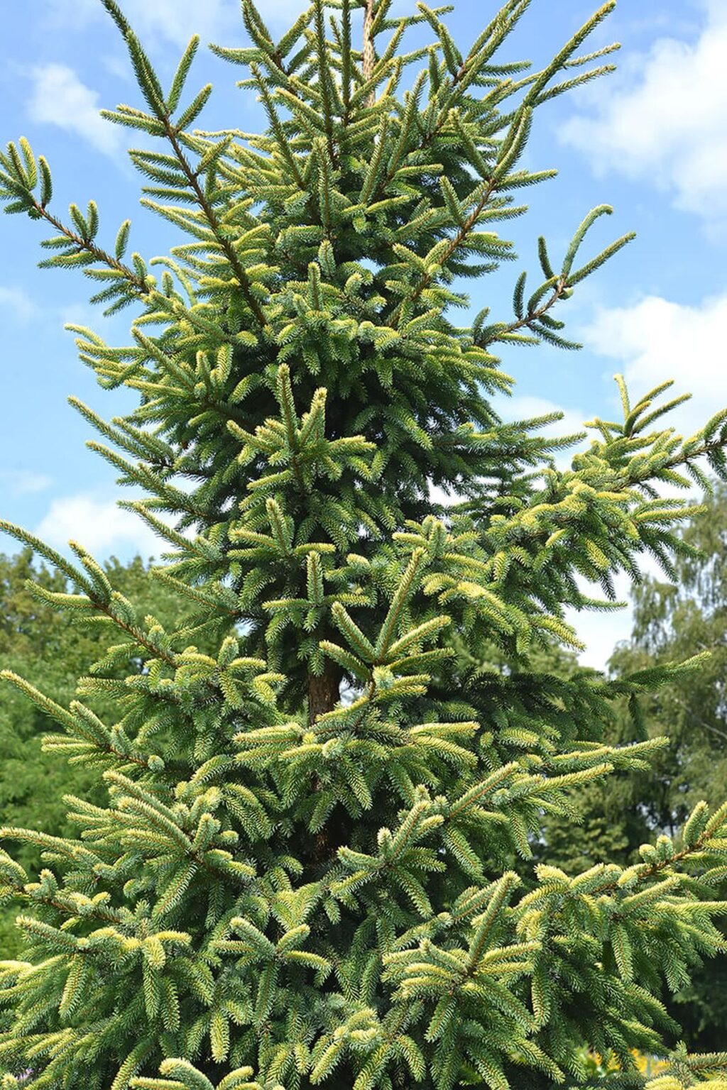 28 Top Types of Evergreen Trees