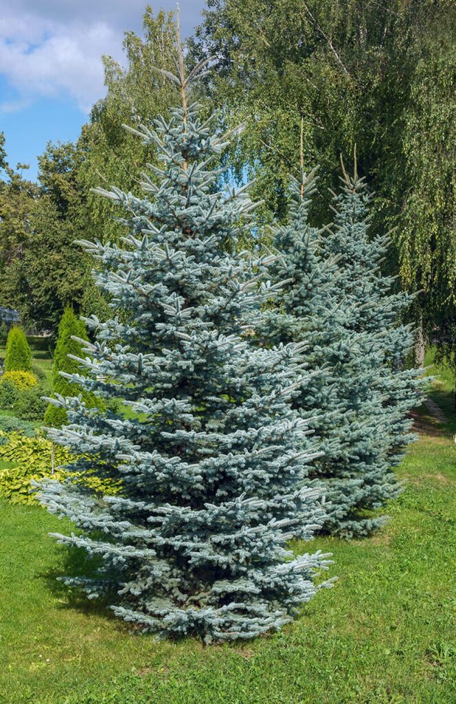 28 Top Types of Evergreen Trees