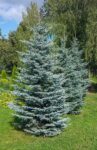 28 Top Types of Evergreen Trees