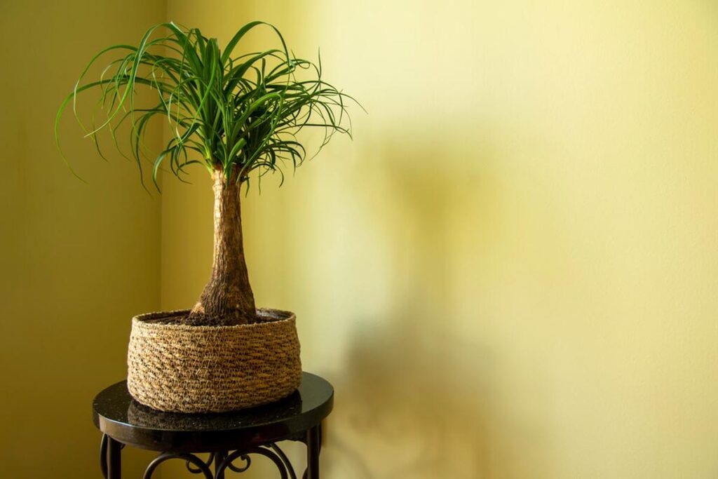 40 Types of Palm Trees for a Lush Tropical Ambiance