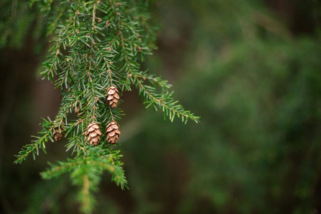 24 Shade-Loving Evergreen Trees for Year-Round Foliage