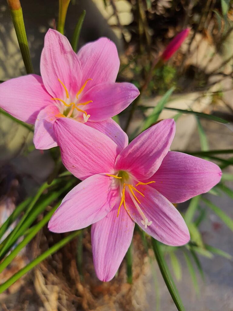 27 Unique Bulb Flowers for Standout Gardens