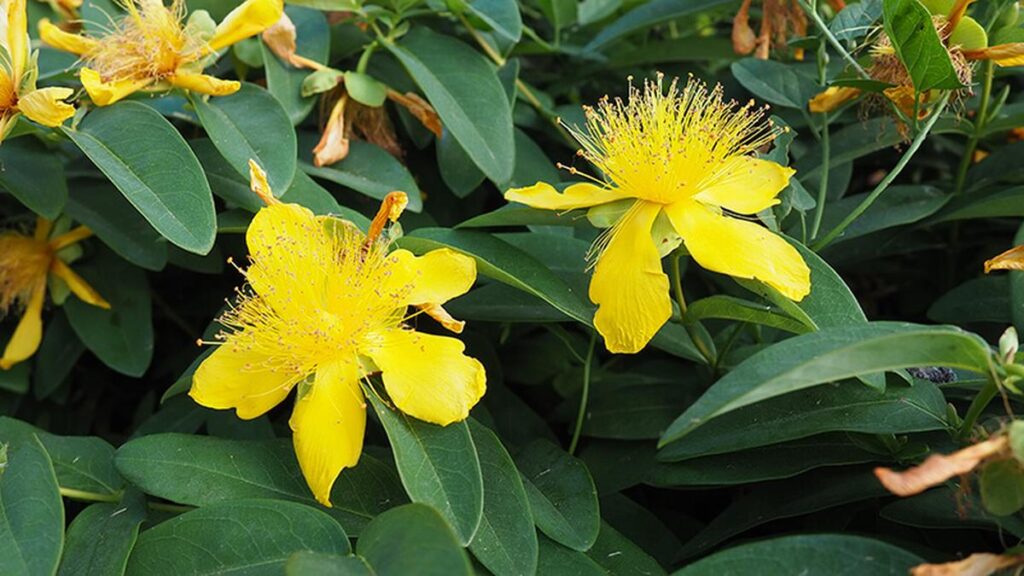 27 Exotic Poisonous Flowers for a Bold Garden Look