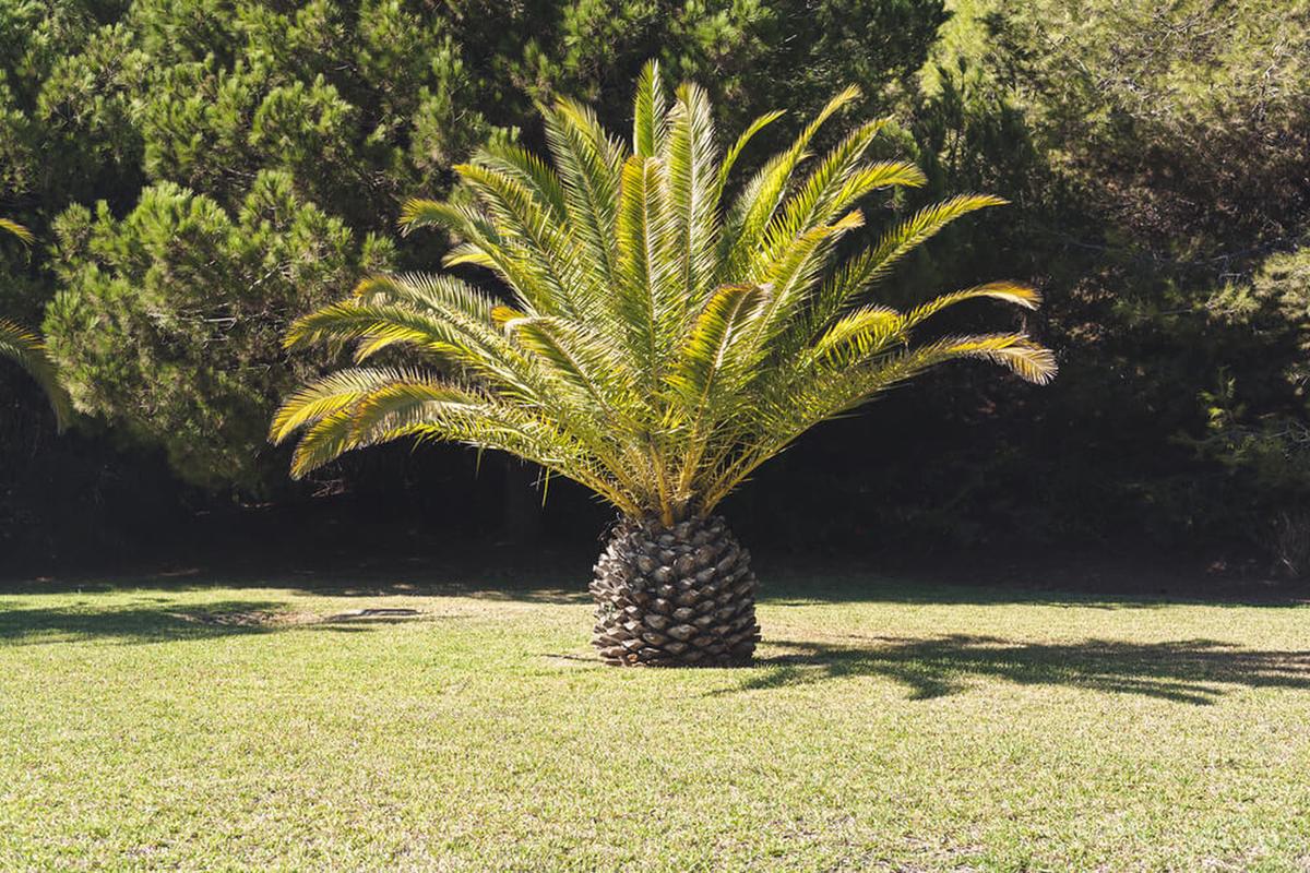 Simple Ways for Growing Date Palm Trees Outdoors