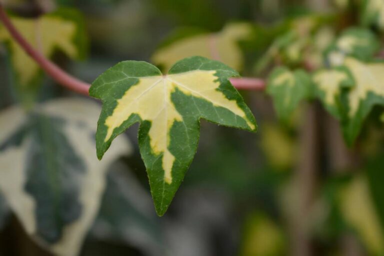 16 Amazing Types of Ivy to Adorn Your Living Spaces