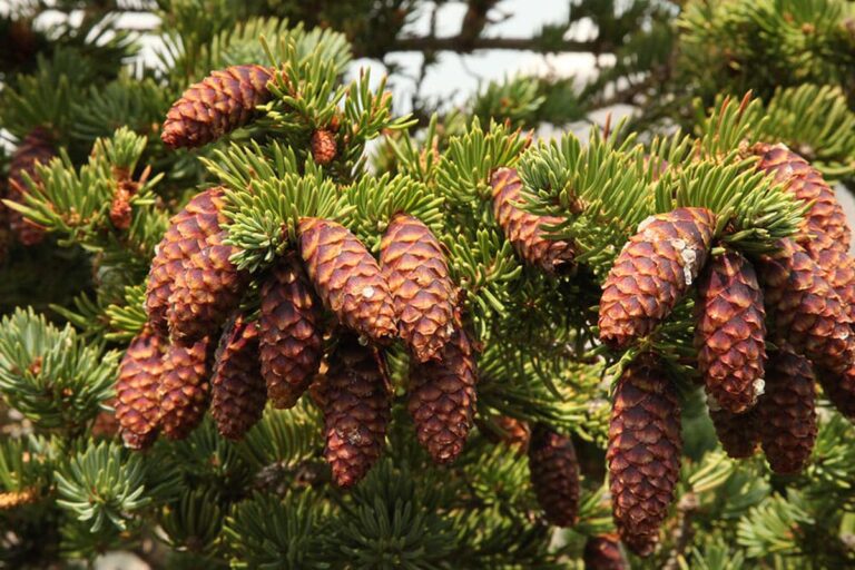 14 Amazing Spruce Tree Varieties for Every Garden Style