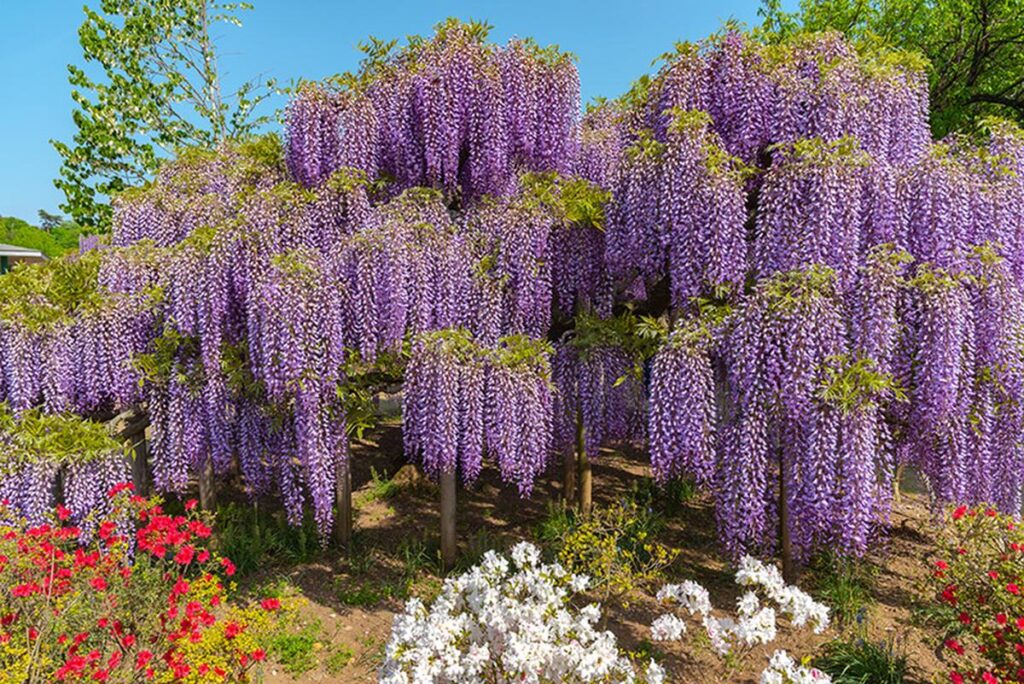 27 Beautiful Japanese Flowers for a Serene Garden Makeover
