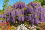 27 Beautiful Japanese Flowers for a Serene Garden Makeover