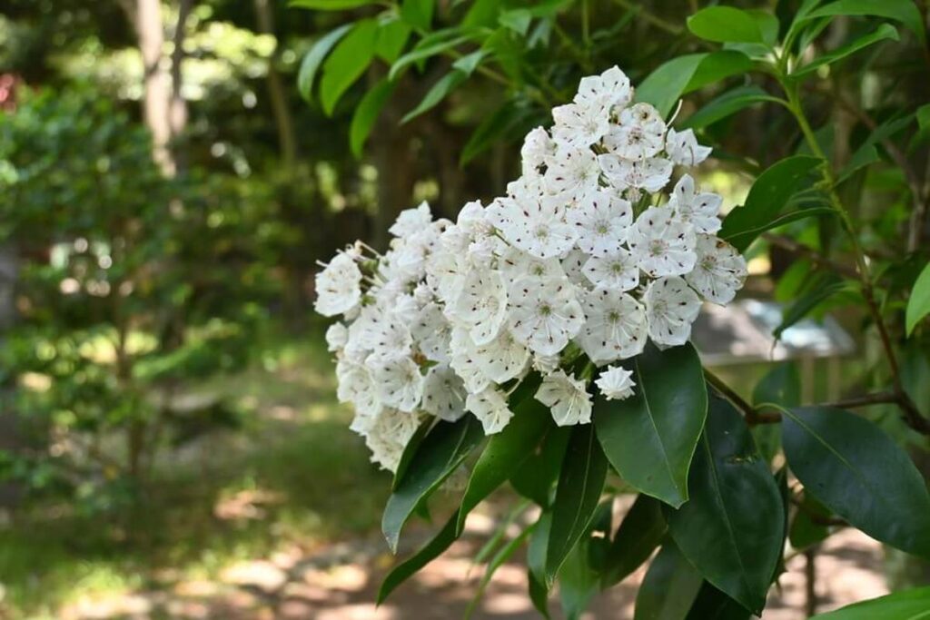 23 Shade-Loving Evergreens for Low-Light Gardens