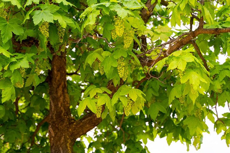 25 Top Maple Varieties for Stunning Fall Colors