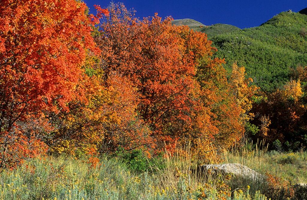 25 Top Maple Varieties for Stunning Fall Colors