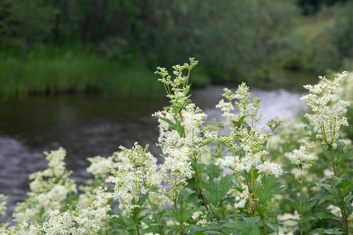 10 Must-Have Water-Loving Plants for Moist Gardens