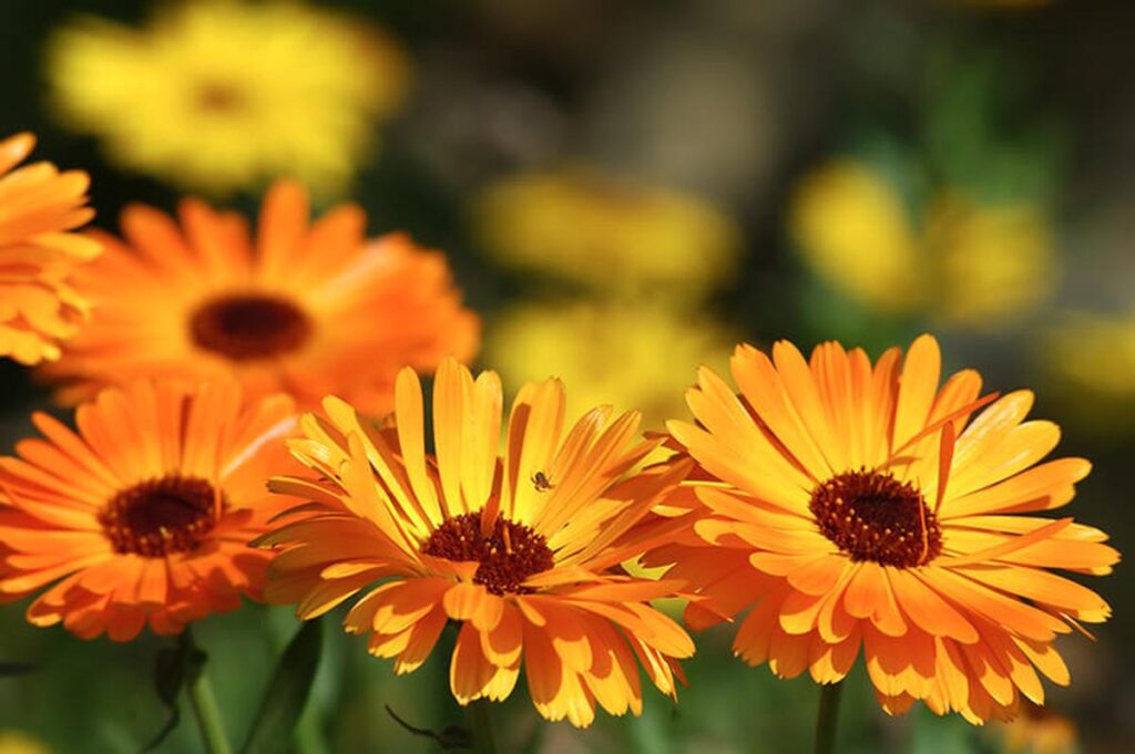 27 Stunning Yellow Flowers to Cheer Up Your Yard