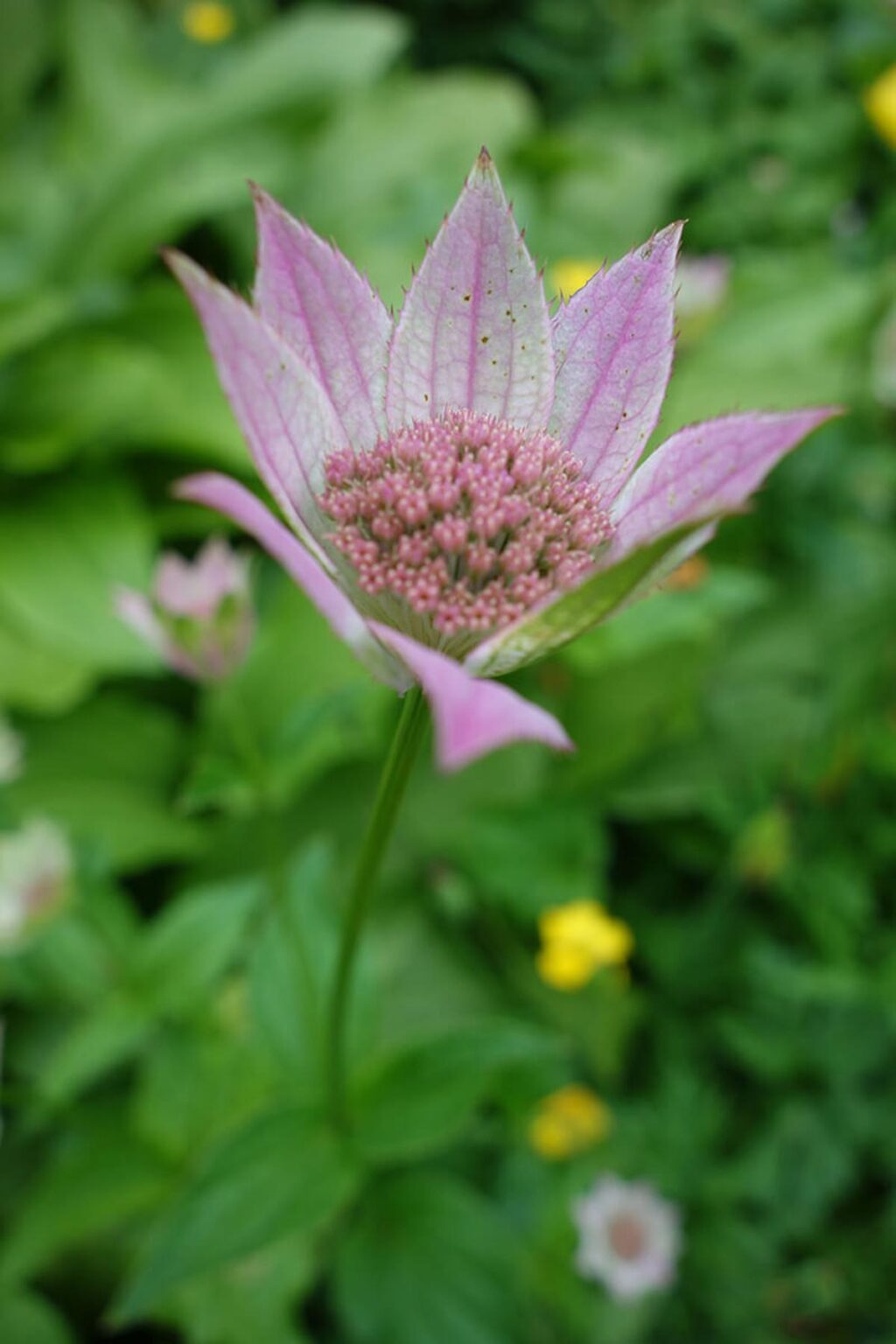 27 Cute Flowers to Lift Your Garden's Spirit