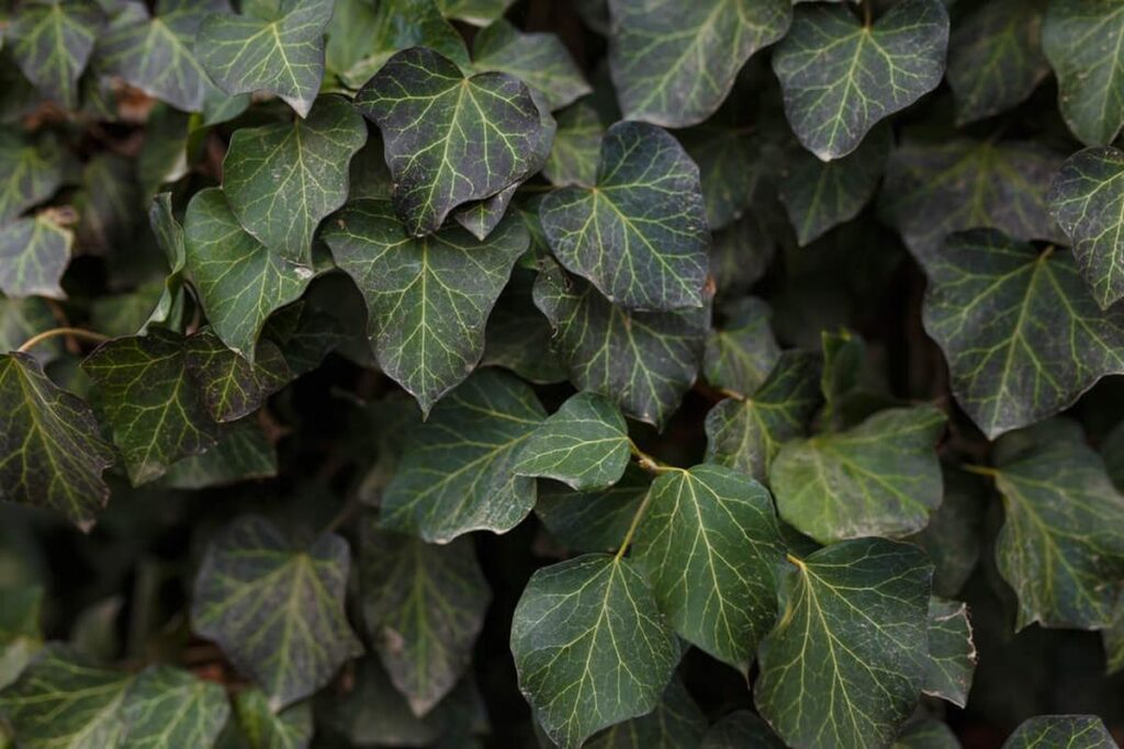 16 Amazing Types of Ivy to Adorn Your Living Spaces