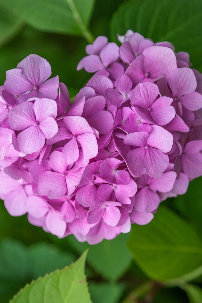 27 Gorgeous Colorful Flowers to Create a Vibrant Garden